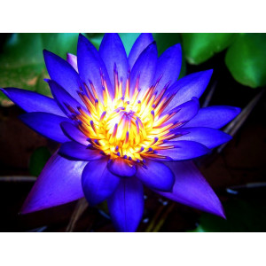 Blue Lotus Nymphaea caerulea Extrakt 100x fach Blauer Lotus Gewicht in ...